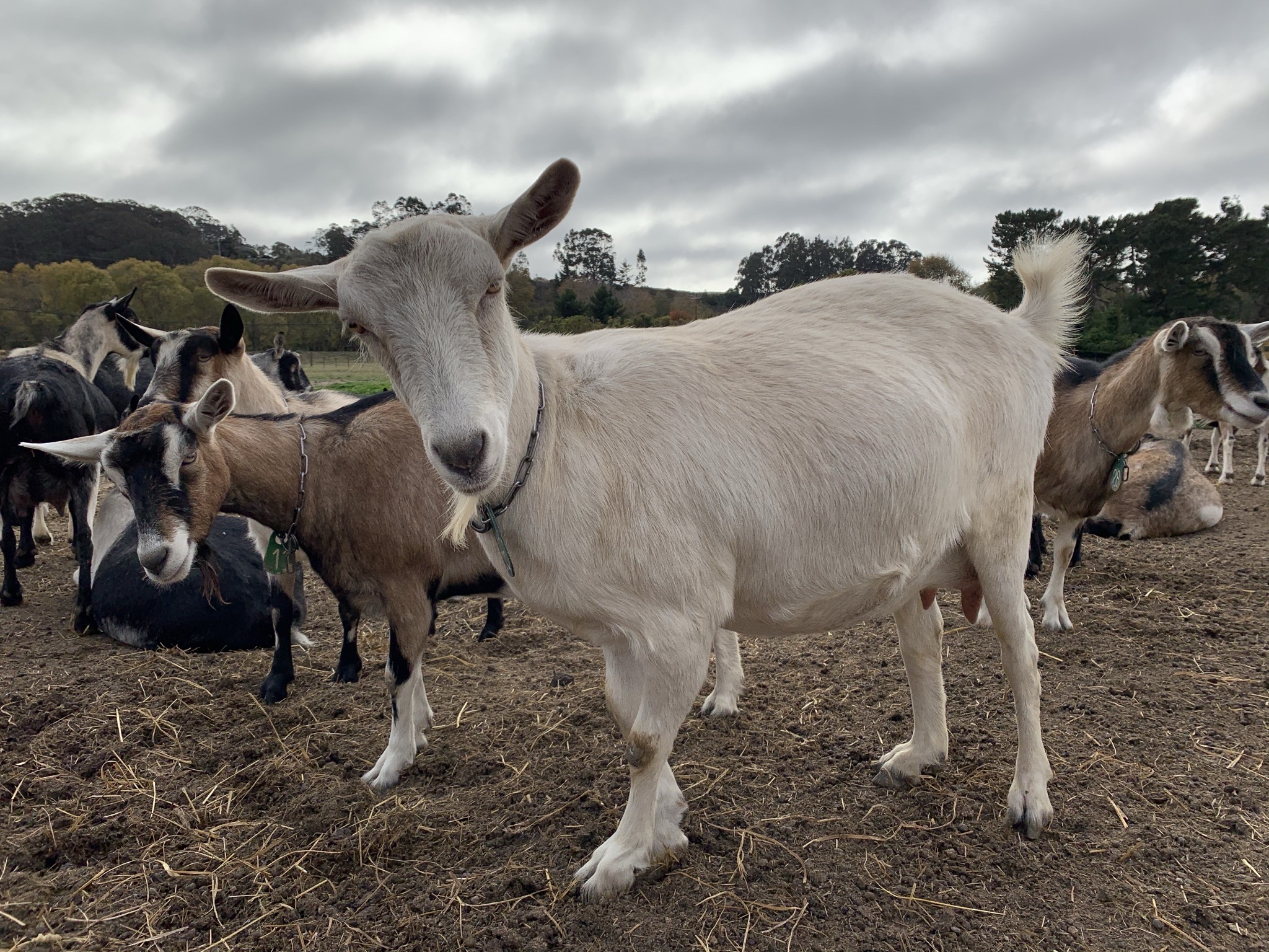 Zoe Neil: Raising goats in a farm